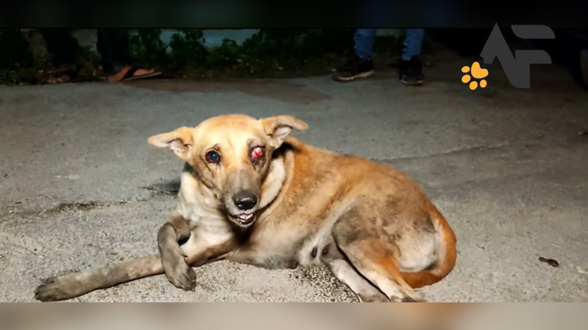 Stray Dog Has Been Involved In An Automobile Accident And Unfortunately ...