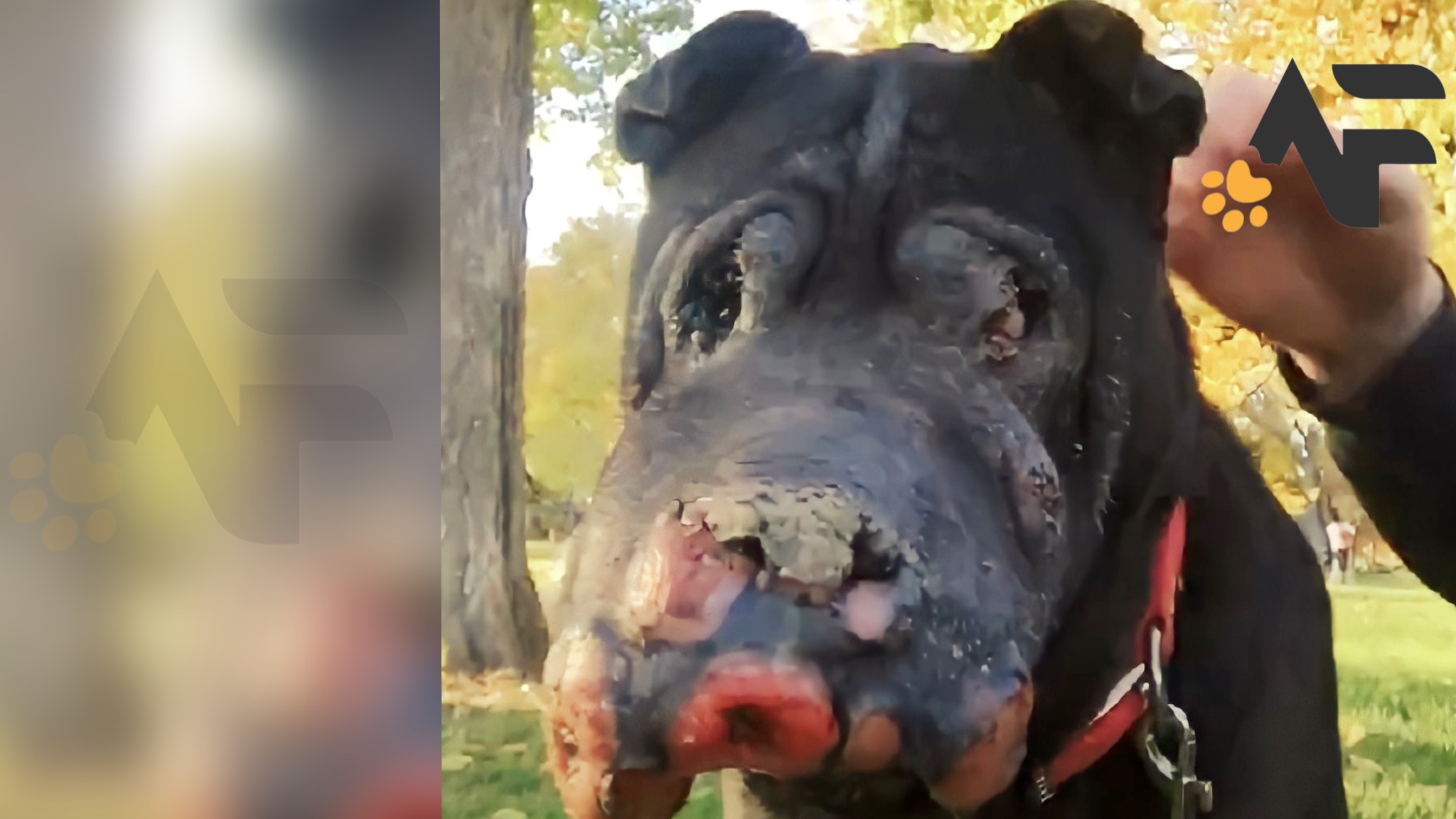 Kind-Hearted Girl Saves Dying Dog With Tumors All Over His Face And ...