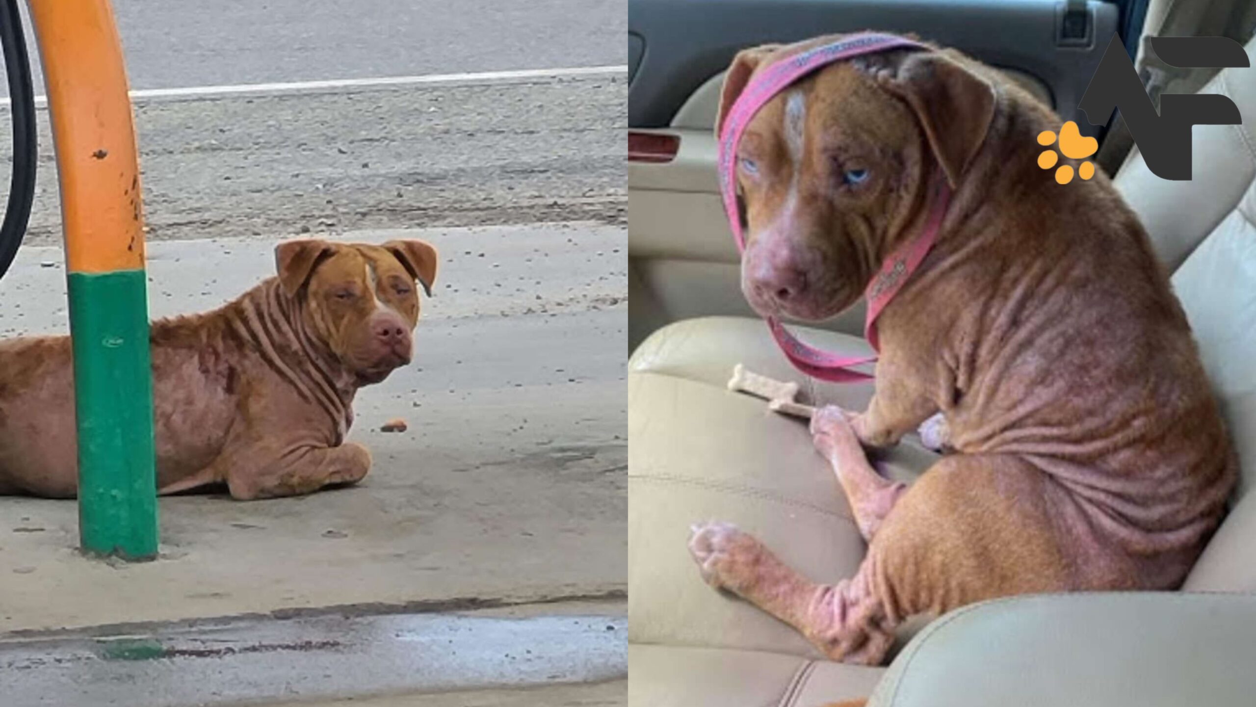 Abandoned Pit Bull Spotted In A Gas Station Finds Comfort In The Car ...