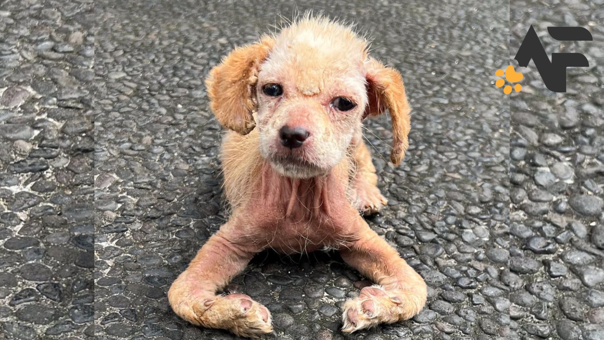 A Dog’s Transformation Who Left The Volunteers Stunned - News Animals ...
