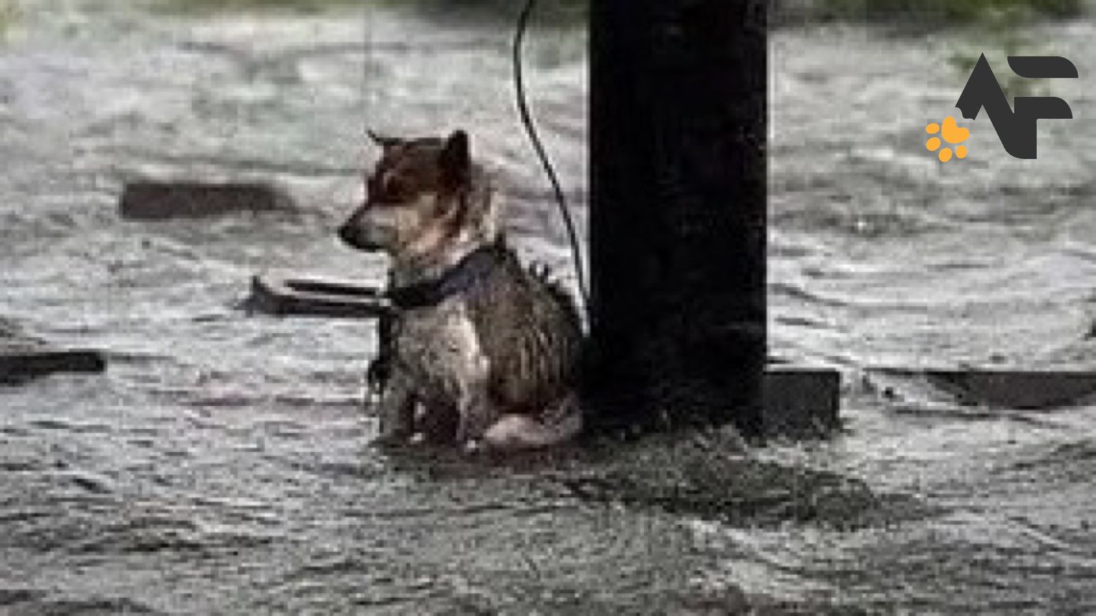 Dog With Tragic Rescue Story From Drowning By A Foreing Man - News ...